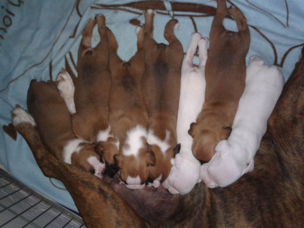 Accueil - Elevage Des Santins De Guédés - eleveur de chiens Boxer